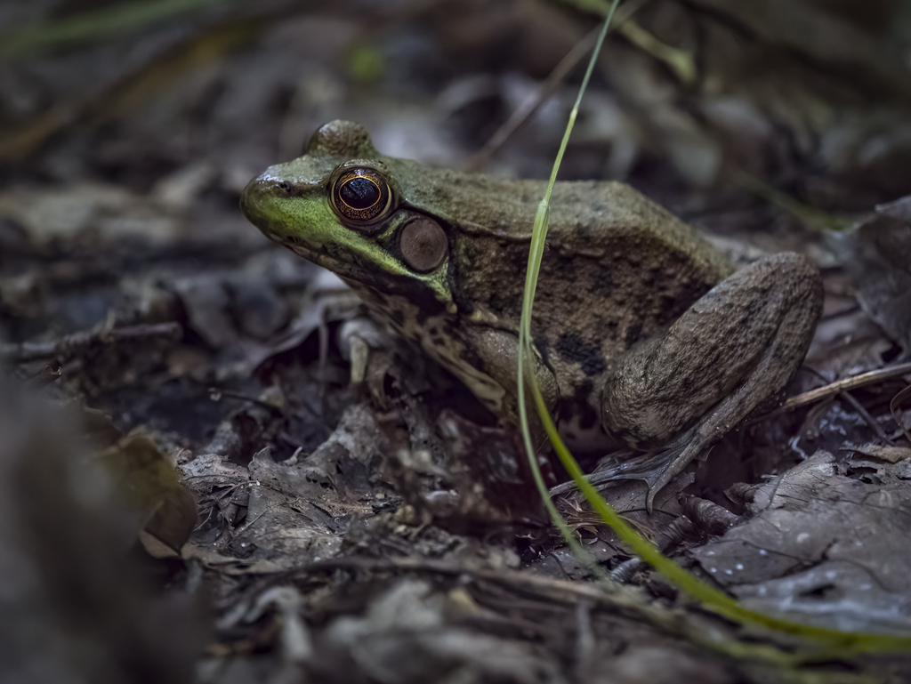 Green Frog from Spring Creek Preserve, Geauga County, OH, USA on ...