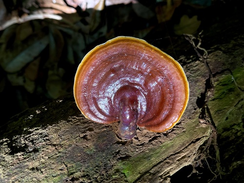 Ganoderma mexicanum · iNaturalist
