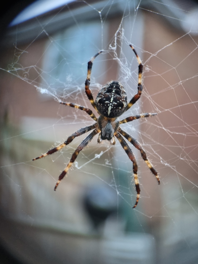 Cross Orbweaver from Harrow HA3, UK on September 6, 2023 at 07:18 PM by ...