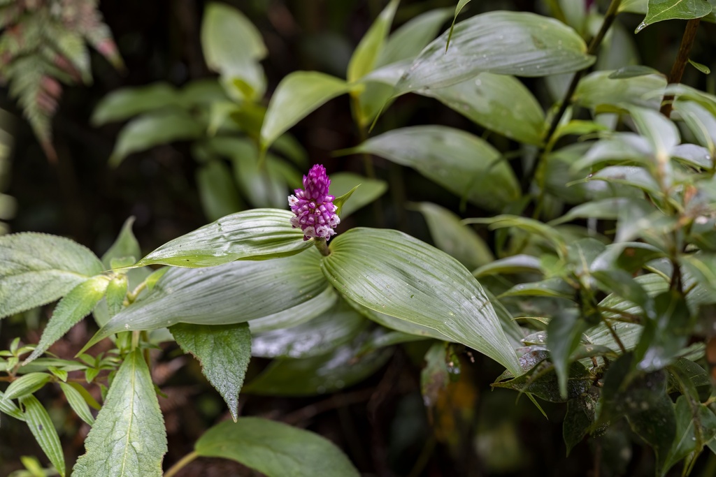 Elleanthus glaucophyllus from Monteverde Cloud Forest Reserve, San ...