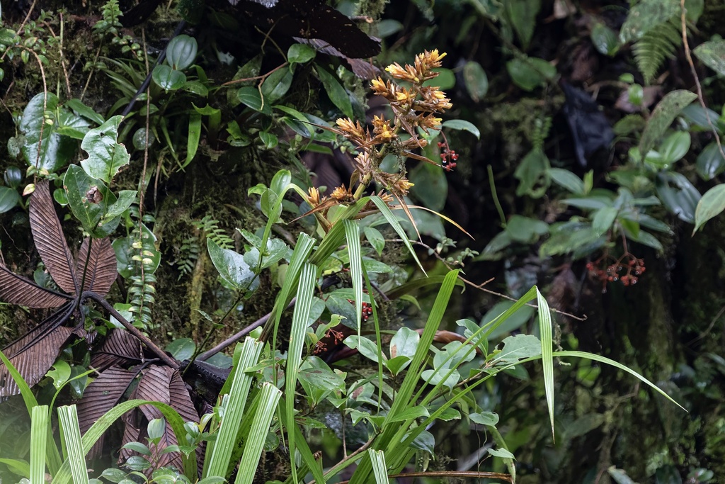 Guzmania plicatifolia from Monteverde Cloud Forest Reserve, San Ramon ...