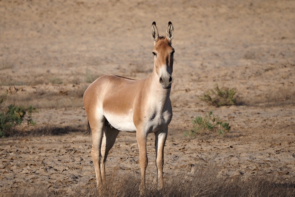 Turkmenian Wild Ass (Equus hemionus kulan) - Know Your Mammals