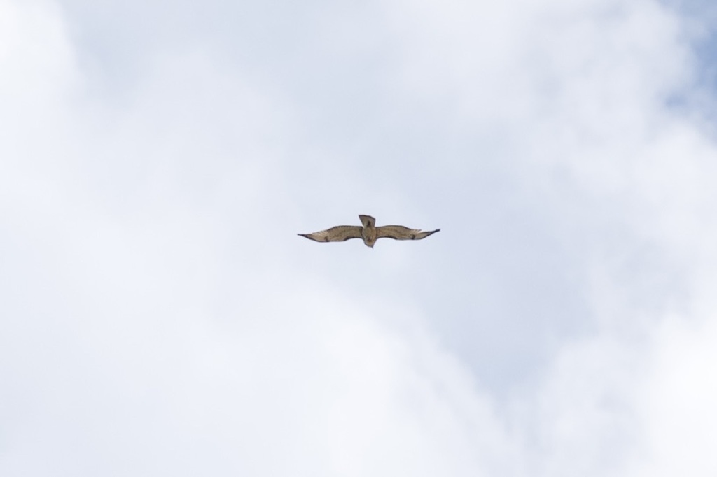 Red-tailed Hawk from Boulder County, CO, USA on August 10, 2023 at 12: ...