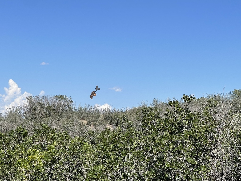 Cooper's Hawk from Ridgeline Open Space Trail, Castle Rock, CO, US on ...