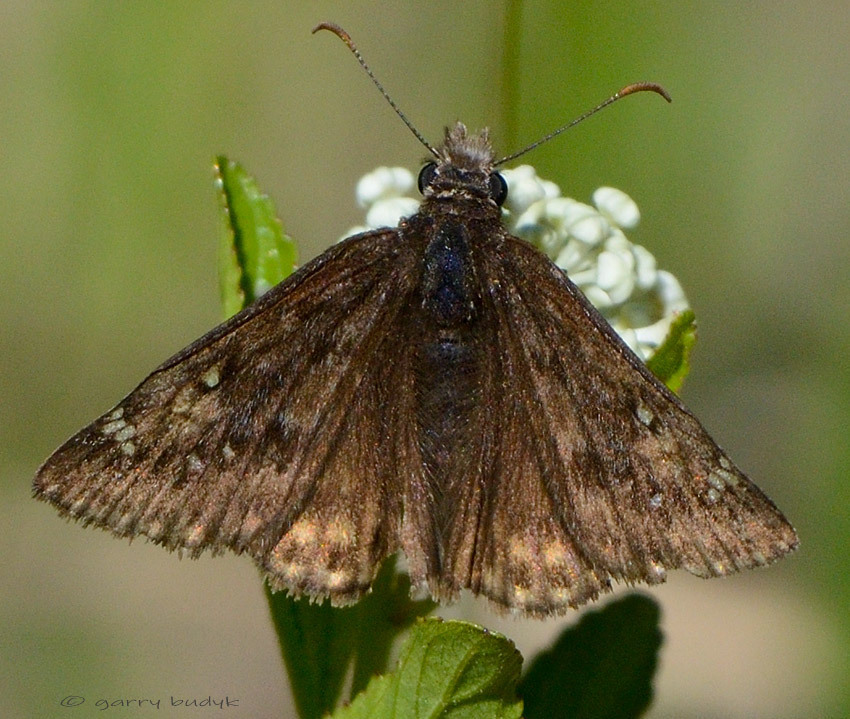 Juvenal's Duskywing in June 2020 by gbudyk · iNaturalist