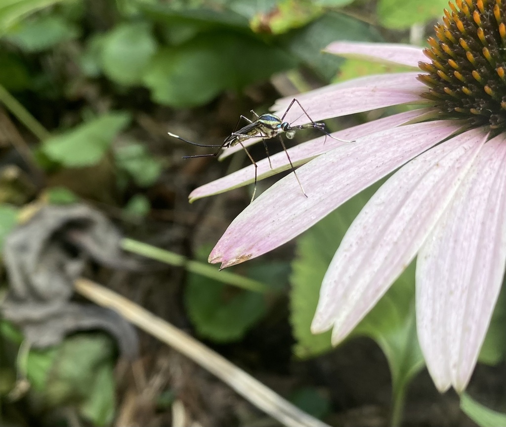 Elephant Mosquito from Harpers Farm Rd, Columbia, MD, US on September 6 ...