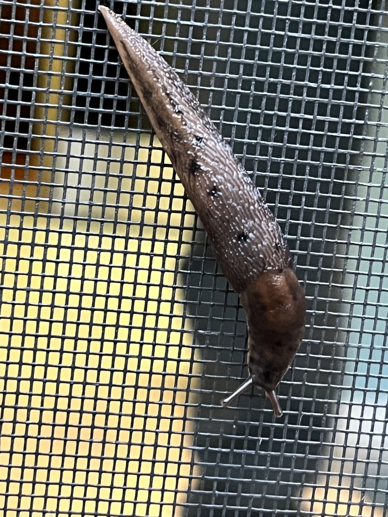 Leopard Slug from Cape Breton Island, Cape Breton, NS, CA on September ...