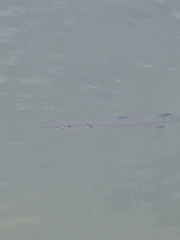 Great Barracuda from Beaufort, NC 28516, USA on September 6, 2023 at 12 ...