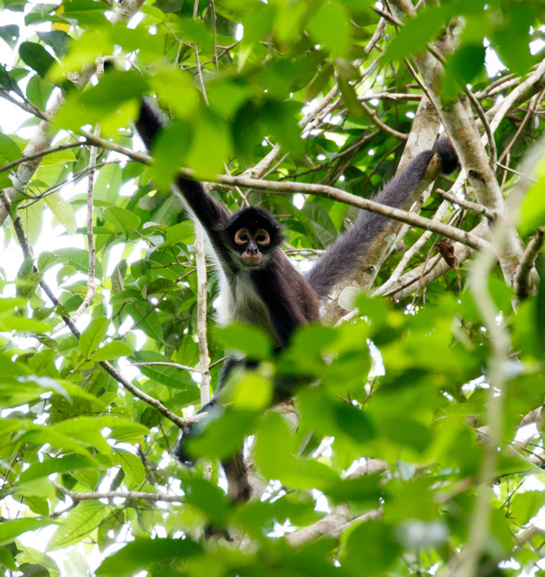 Central American Spider Monkey in June 2017 by Rolando Chavez. Mono ...