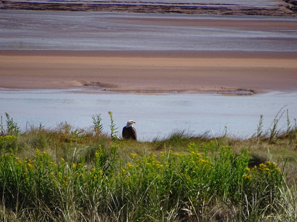 Bald Eagle from Nova Scotia, Canada on September 1, 2023 at 11:31 AM by ...