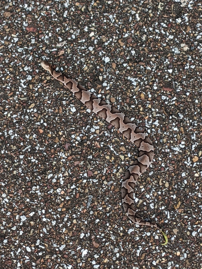 Eastern Copperhead from Shelby County, US-TN, US on September 6, 2023 ...