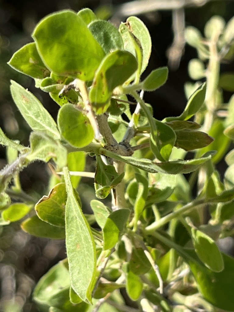 Peach Thorn from Joshua Tree National Park, Yucca Valley, CA, US on ...