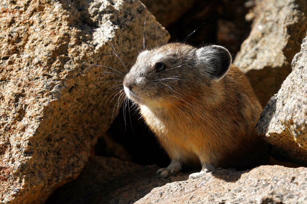 American Pika from Markleeville on September 5, 2023 at 11:08 AM by ...
