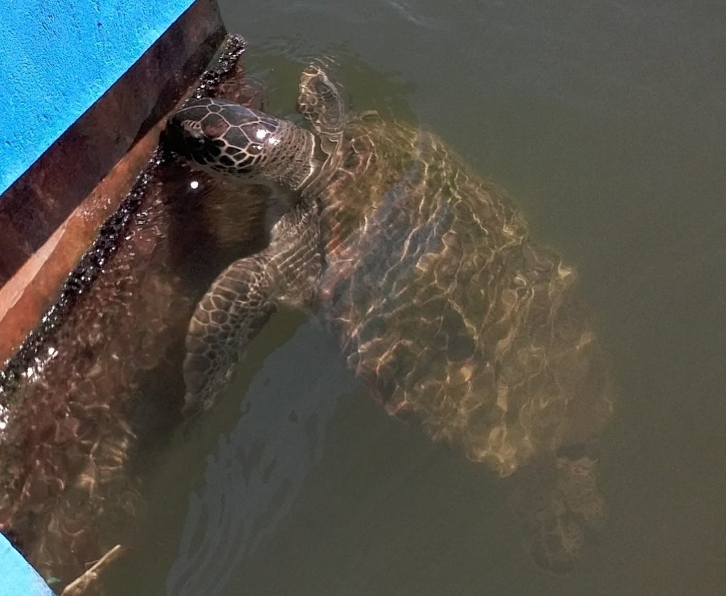 Green Sea Turtle in August 2019 by Christian Gama · iNaturalist