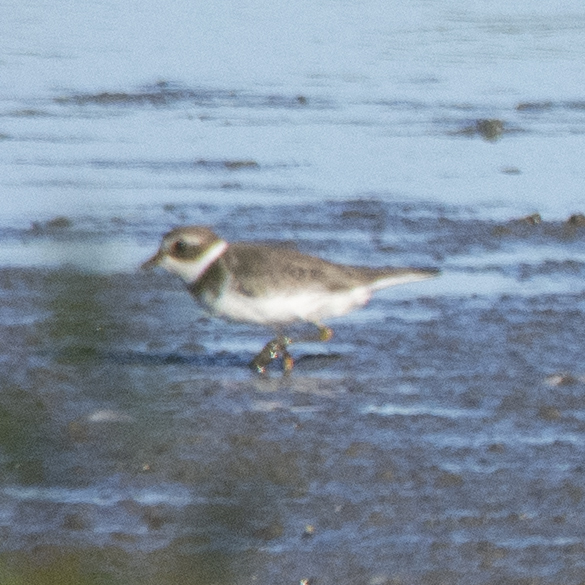Semipalmated Plover from Woods Rd, Brown Township, OH on August 31 ...