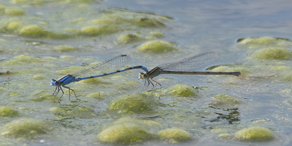 Bluets from St. Mary's Fish Hatchery, Auglaize County, OH, USA on ...