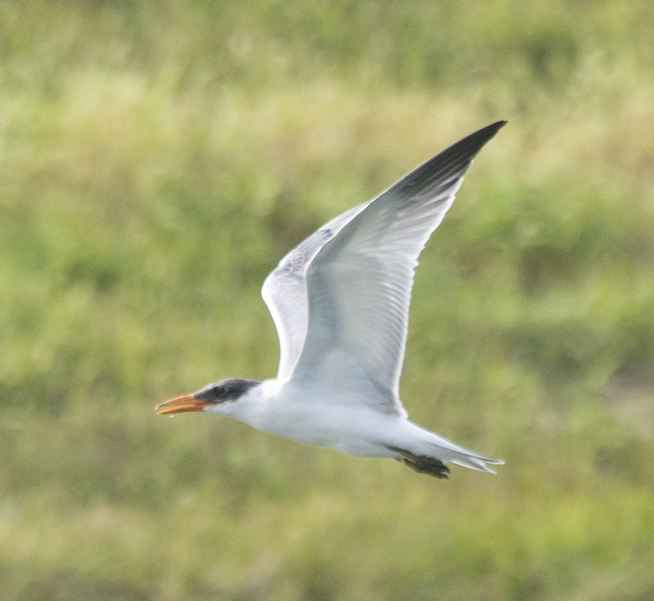 Caspian Tern from St. Mary's Fish Hatchery, Auglaize County, OH, USA on ...
