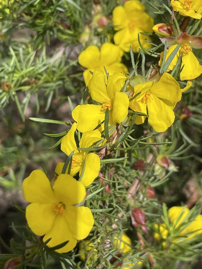 guinea-flowers from Treecreeper Pl, Frankston South, VIC, AU on ...