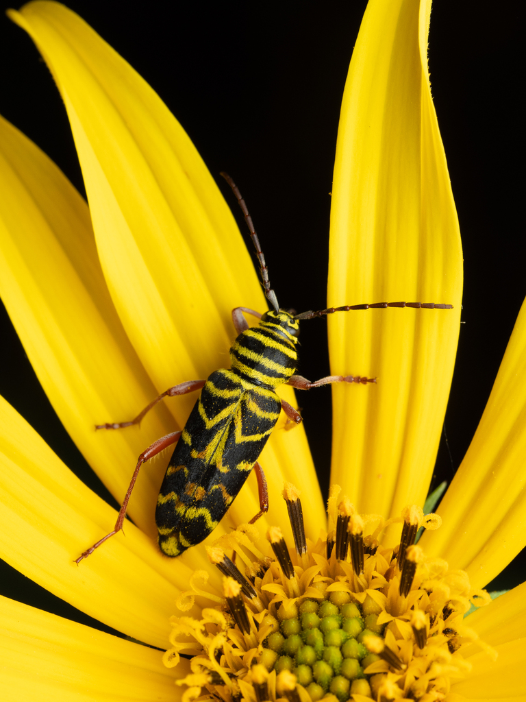Locust Borer from Wauwatosa, WI, USA on September 3, 2023 at 07:49 PM ...