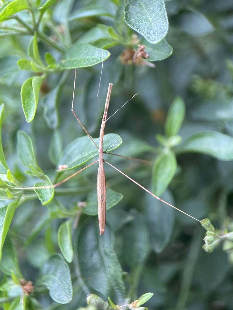 Winged and Once-winged Insects from Boundary Tk E, Frankston South, VIC ...