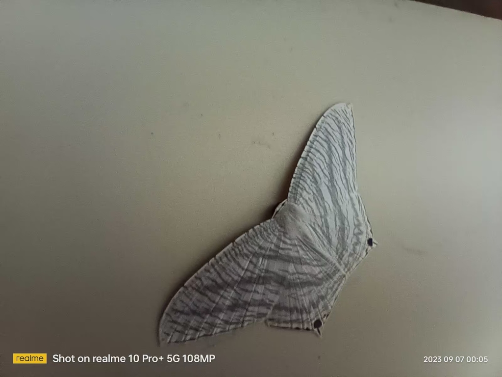 Grey Swallowtail Moth from Makunda Christian Leprosy and General ...