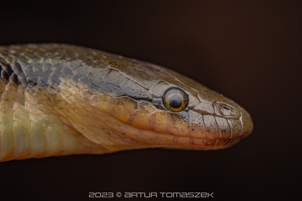 Bicoloured Stream Snake in September 2023 by Artur Tomaszek · iNaturalist
