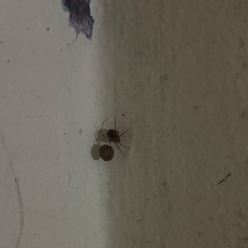 Red House Spider in September 2023 by Marina Vargas. Ultima foto é ela ...