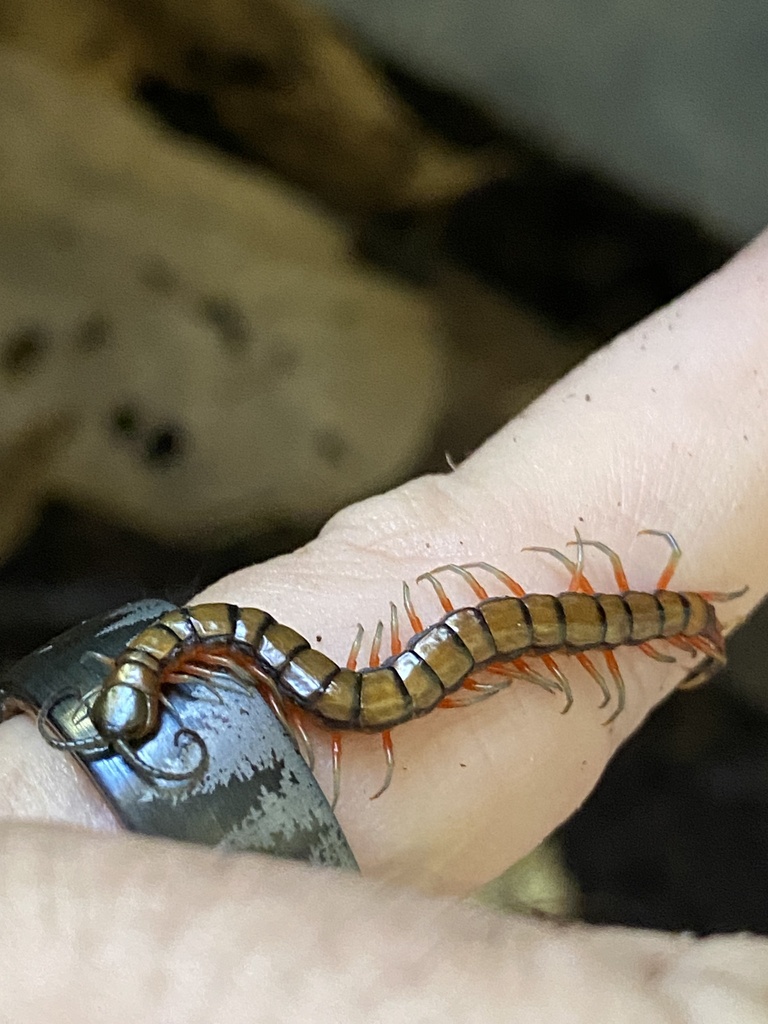 Pacific Giant Centipede from Oʻahu, Honolulu, HI, US on August 29, 2023 ...