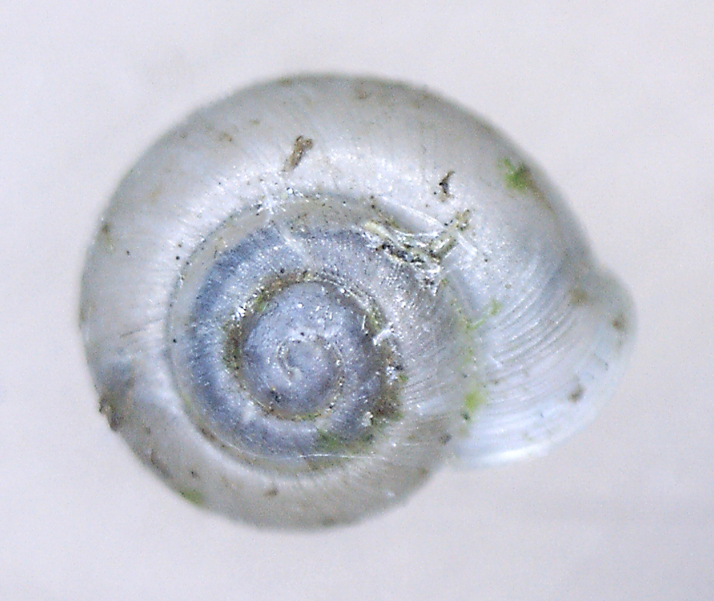 Smooth Grass-snail (Glacier National Park Invertebrates) · iNaturalist
