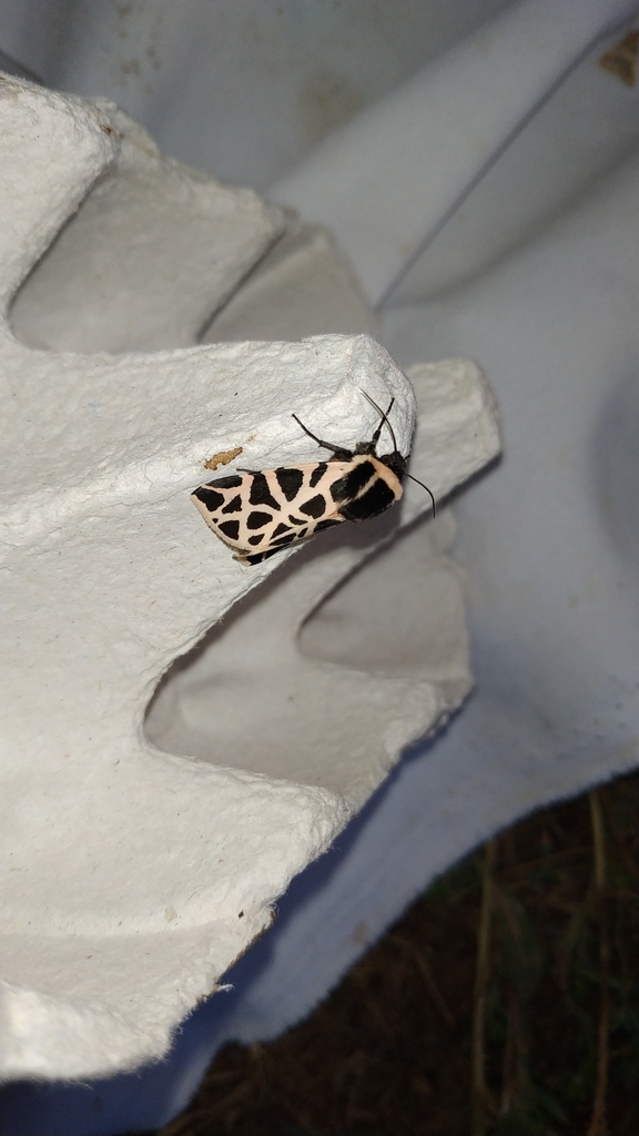 discrete chaperon from 26321 Matute, La Rioja, España on September 7 ...