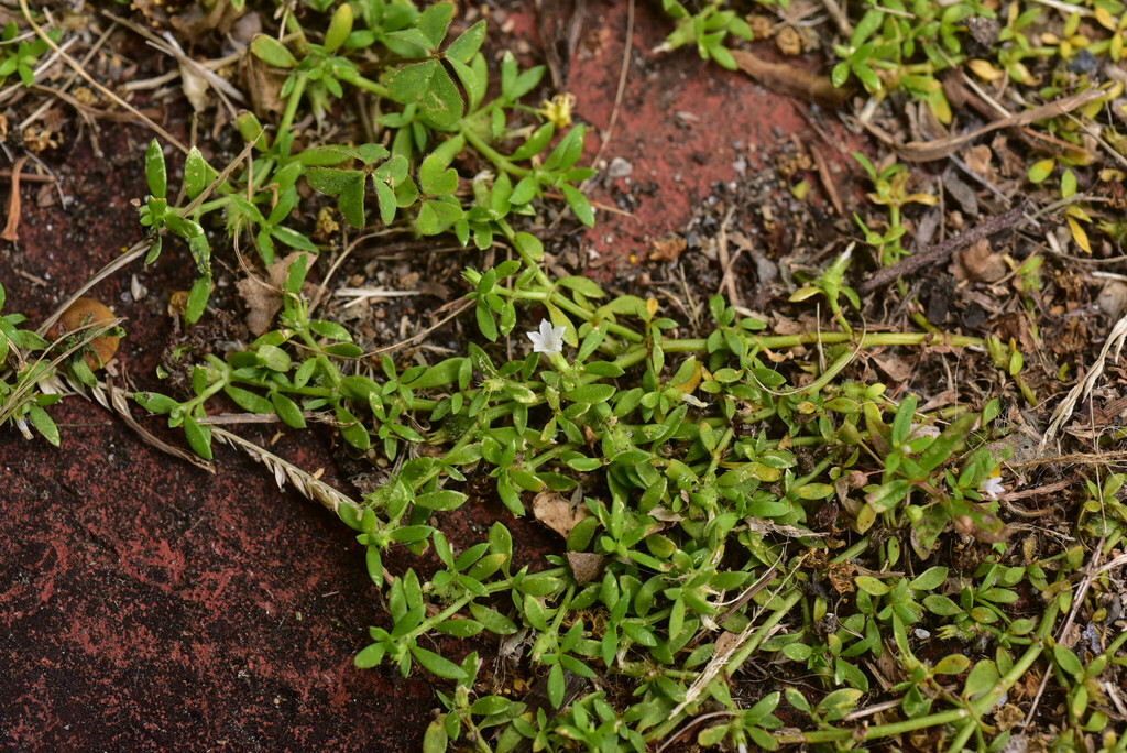 Creeping Dentella from Lvdao, Taiwan, Taiwan on April 20, 2023 at 12:12 ...