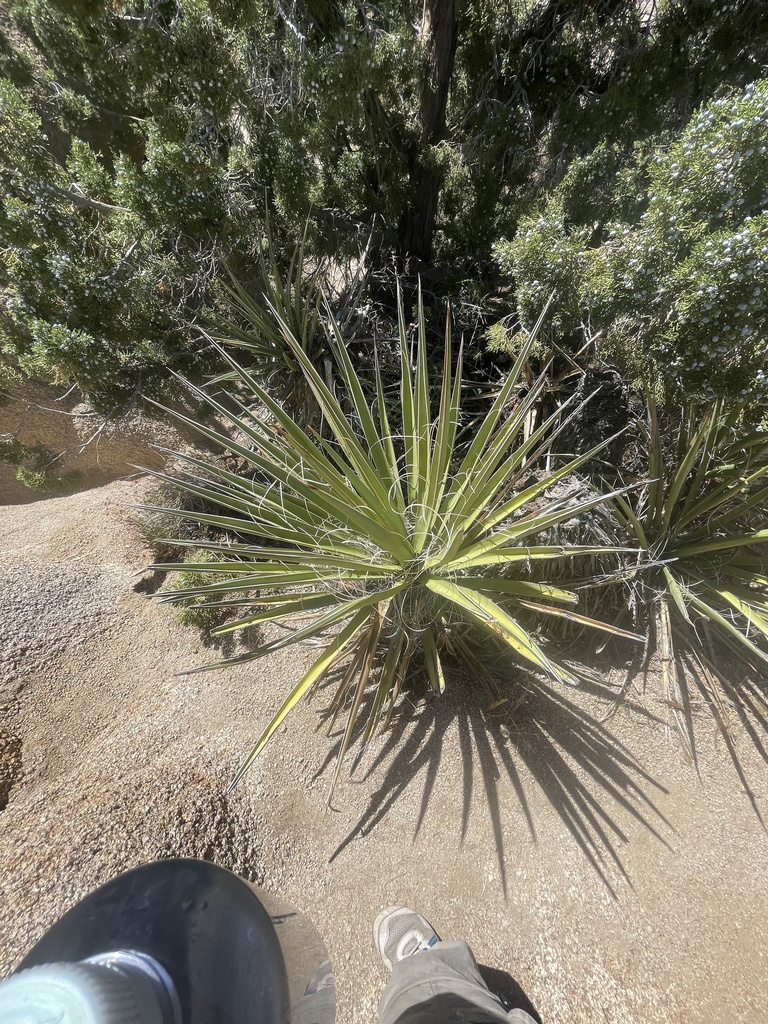 Mojave Yucca from Joshua Tree National Park, Desert Hot Springs, CA, US ...