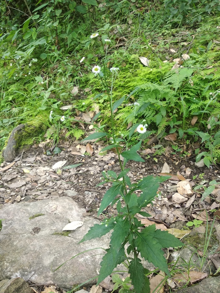 asters and allies from Tala, Joshi Khola, Link Rd, Near Arya Kanya ...