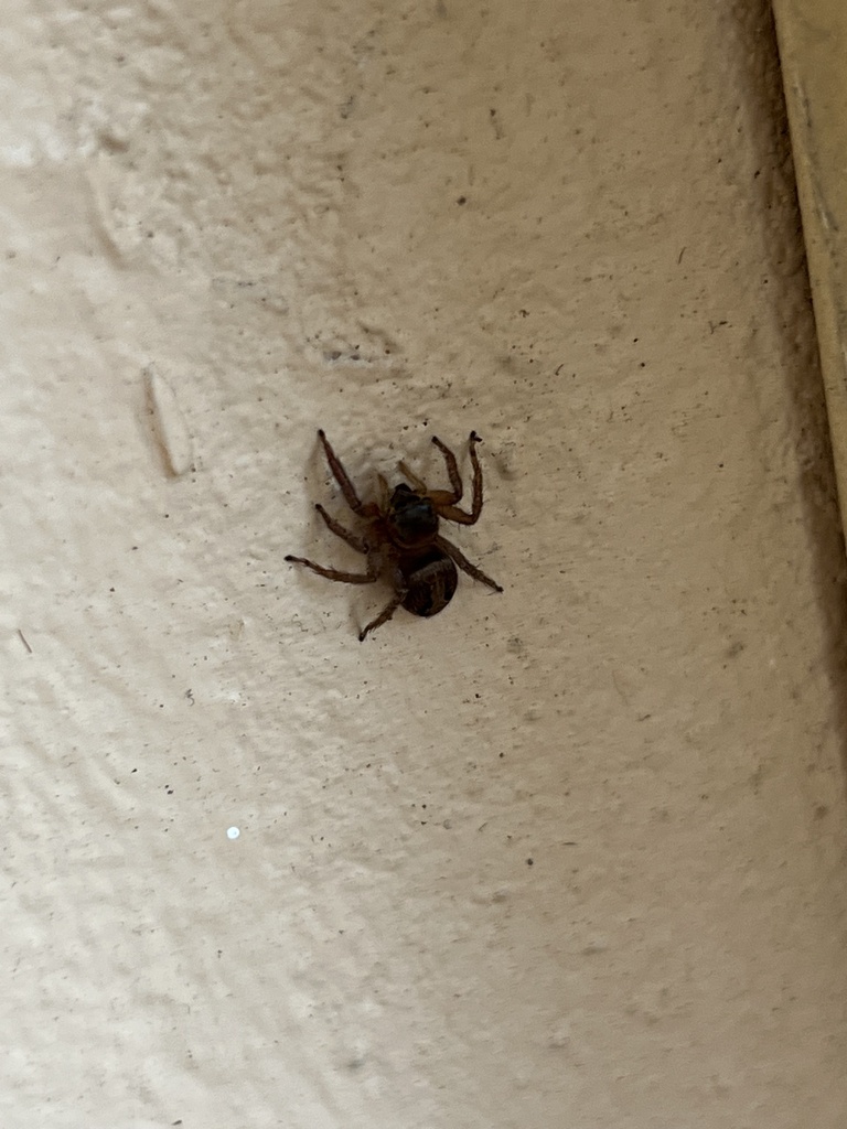 Jumping Spiders from Queensland University of Technology - Kelvin Grove ...