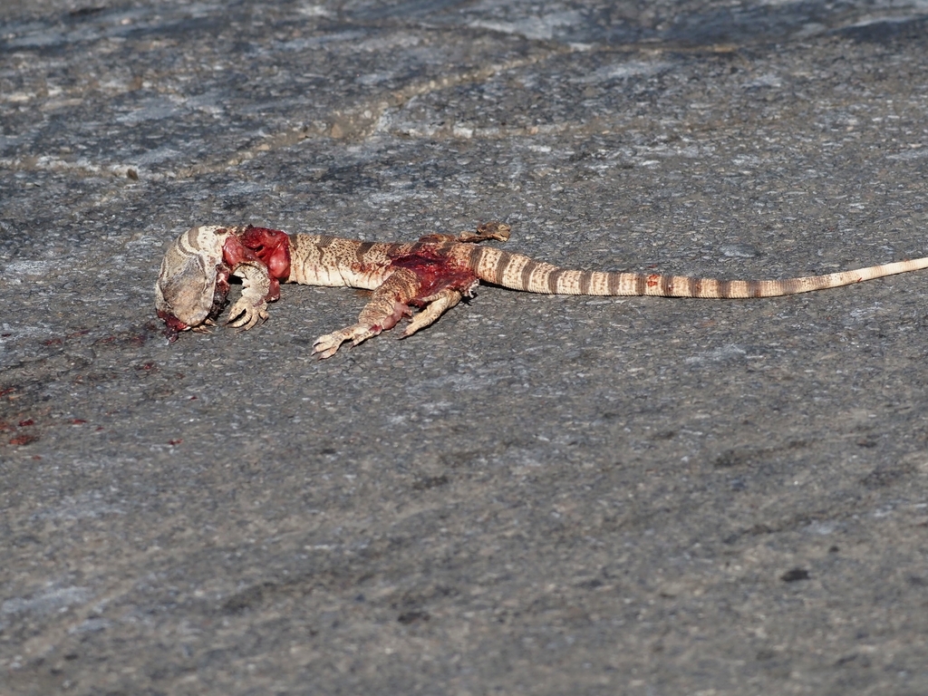 Caspian Monitor from Tamdy District, Uzbekistán on September 1, 2023 at ...