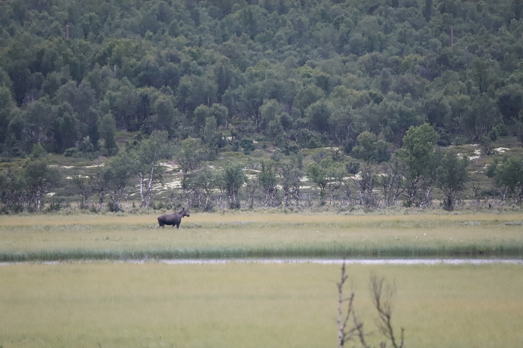 European Elk from Sunndalsøra, 15, NO on August 5, 2023 at 07:35 PM by ...
