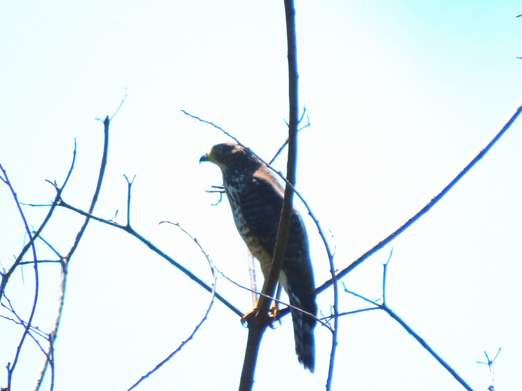 Roadside Hawk from 73442 Pue., México on August 29, 2023 at 11:45 AM by ...