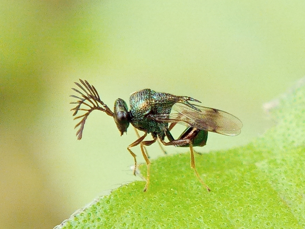 Schizaspidia from 3GVW+X3R, Chemperi, Kerala 670632, India on November ...
