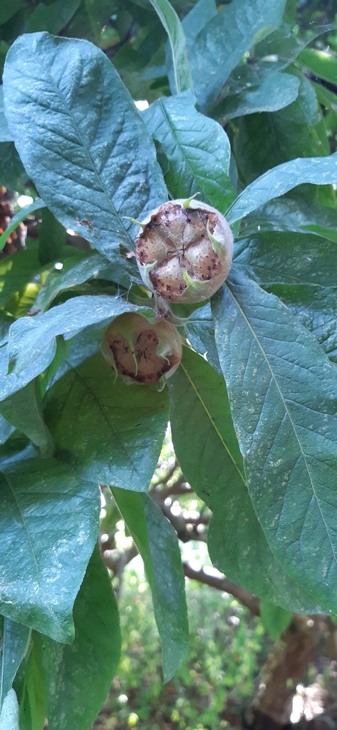 Medlar from Unit 2, Ryton Fields Farm, Ryton-on-Dunsmore, Coventry CV8 ...