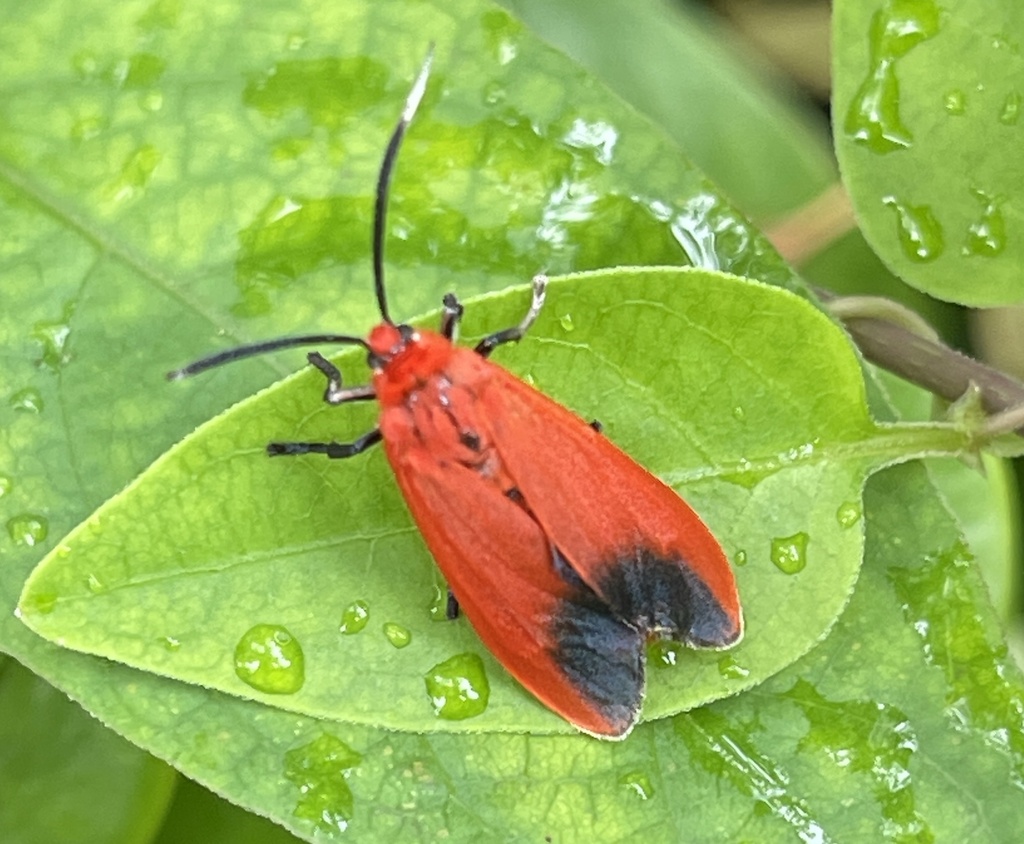 Phauda flammans from Ma On Shan Park, Ma On Shan, New Territories, HK ...
