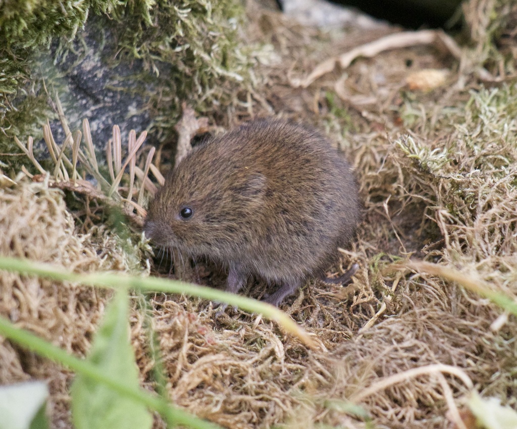 Field Vole from Cairngorms National Park, Ballater, Scotland, GB on ...