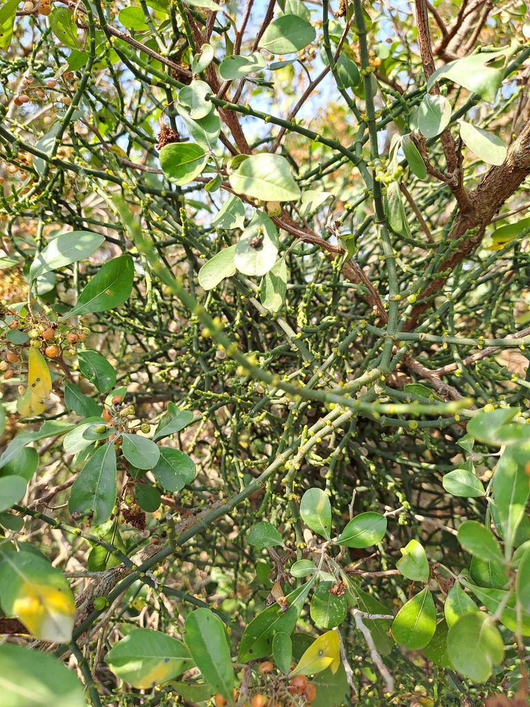 Cape Mistletoe from Garden Route District Municipality, South Africa on ...