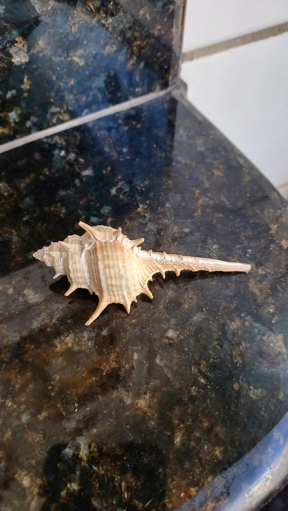 rare-spined murex from Aviação, Praia Grande - SP, Brazil on September ...