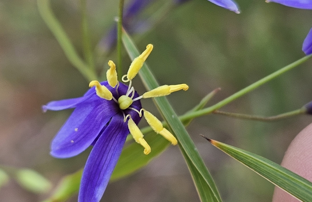 nodding blue lily from Location: -34.221342, 150.537360 on September 7 ...