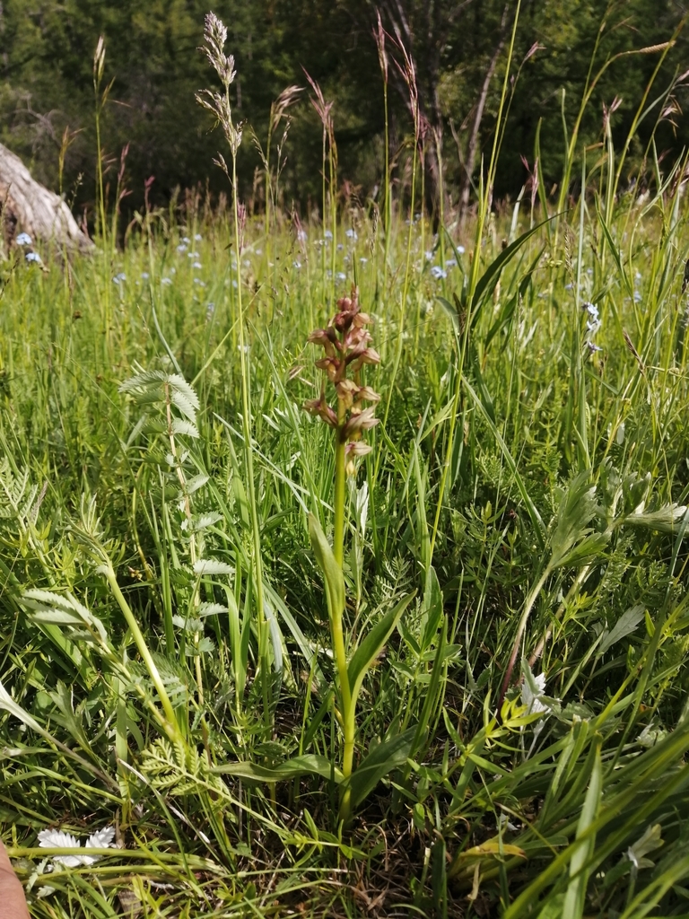 Frog Orchid from Erdenemandal, Mongolia on July 1, 2021 at 05:50 PM by ...