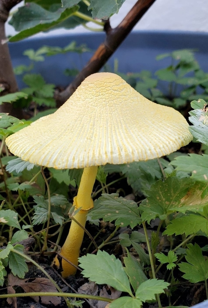 flowerpot parasol from Hillcrest, Queens, NY, USA on September 7, 2023 ...