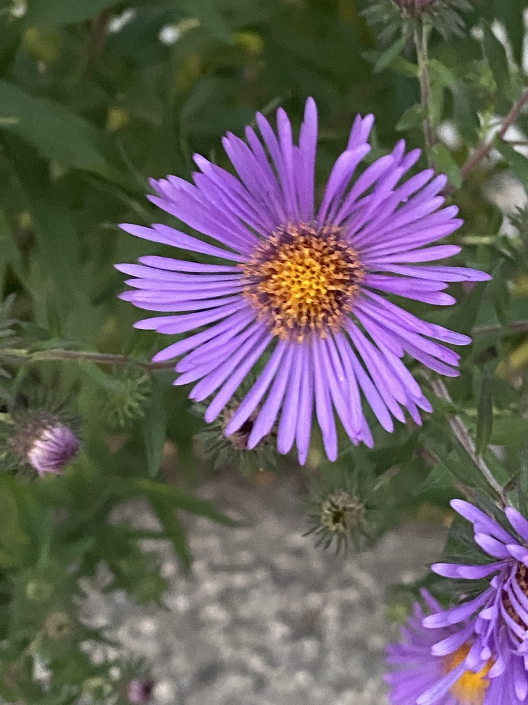 New England aster from Sheppard Ave E, Toronto, ON, CA on September 6 ...