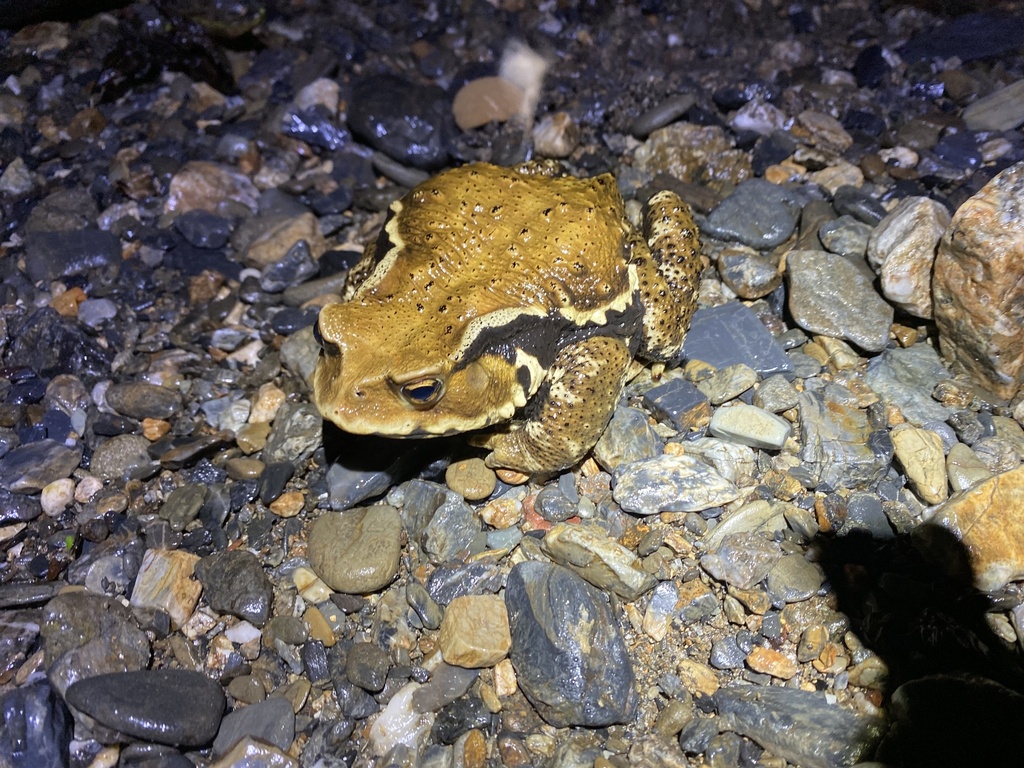 Eastern-Japanese Common Toad from 京都丹波高原国定公园, 南丹市, 京都府, JP on September ...