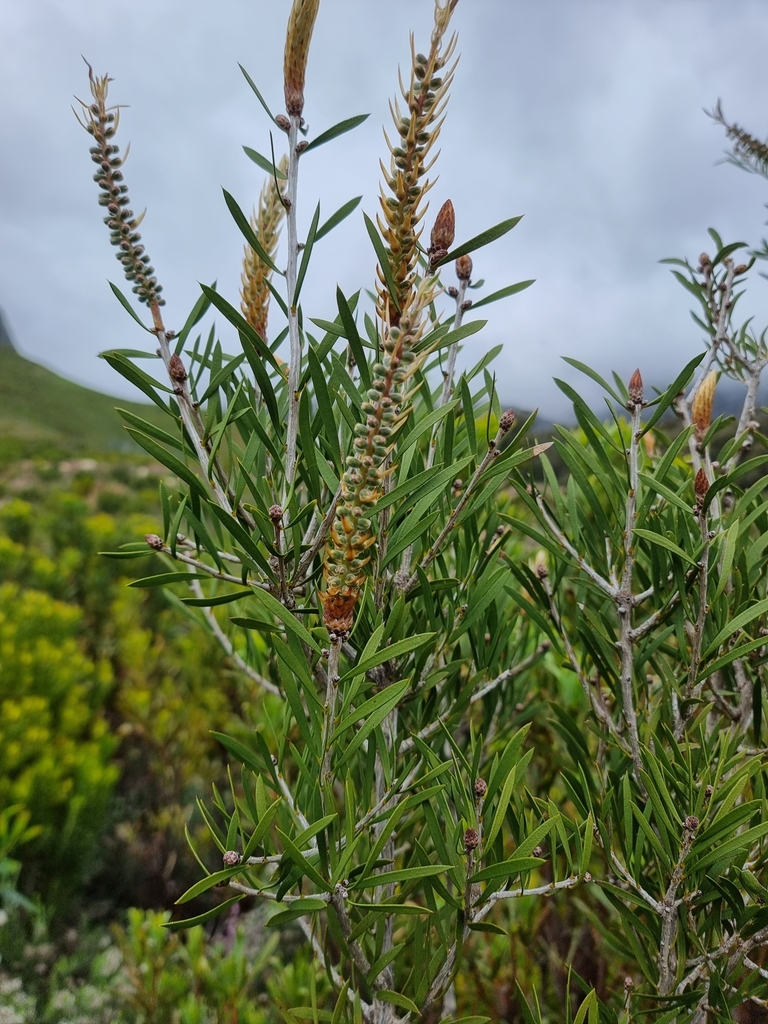 Melaleuca rugulosa from Table Mountain (Nature Reserve), Cape Town ...