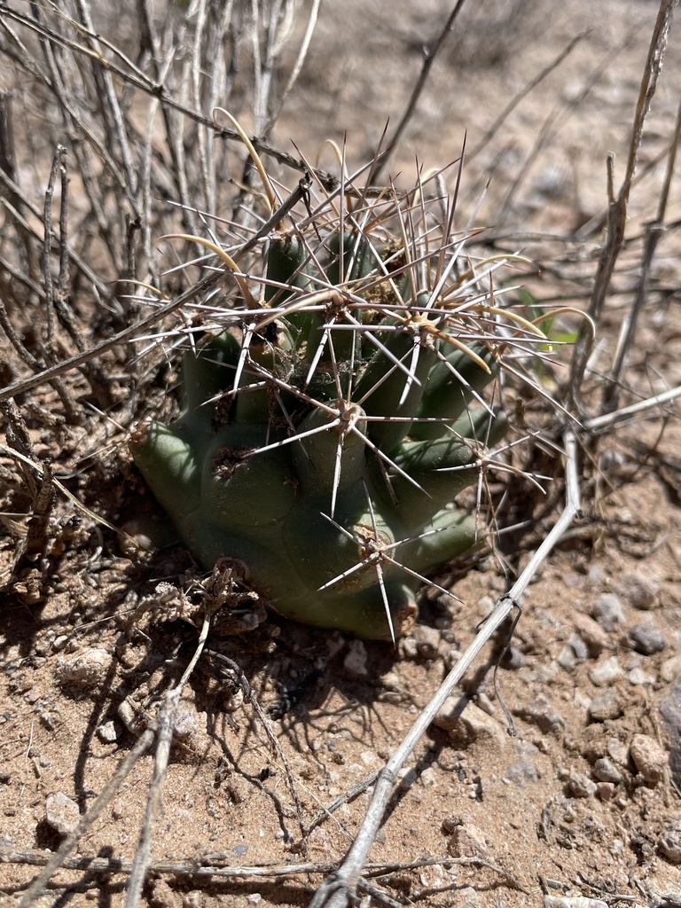Long-tubercled Cory Cactus in September 2023 by Liz Plazewski · iNaturalist